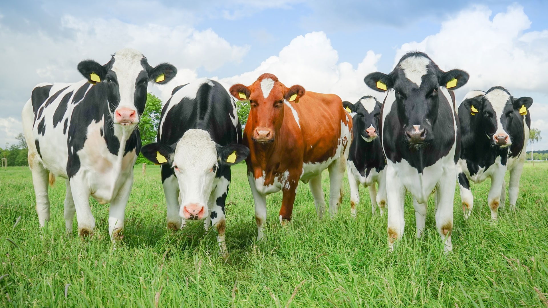 Rinder - Tierarztpraxis Am Kapellhof